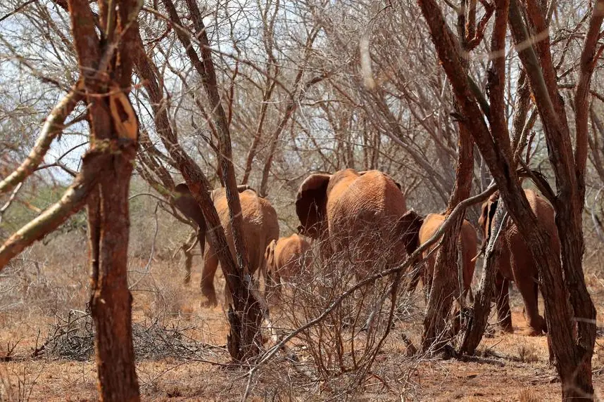 Drought is killing Kenya's endangered wildlife, livestock