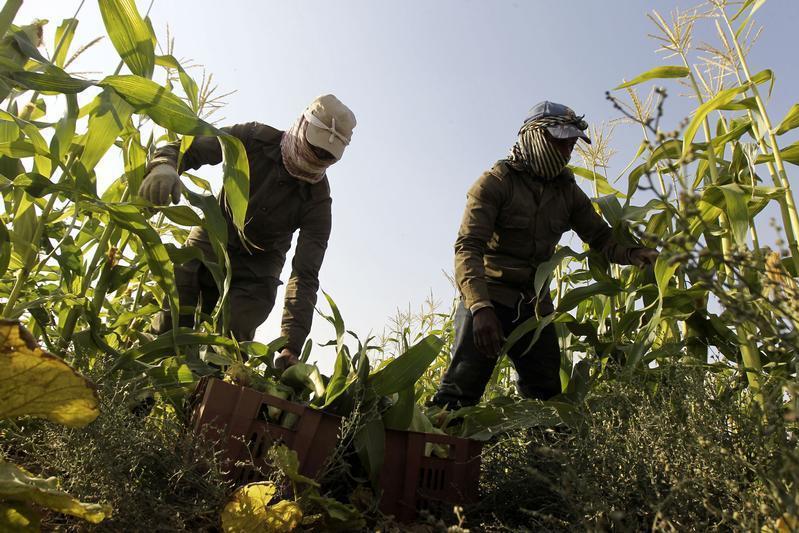 Saudi: SALIC and NAQUA commit to strategic partnership to empower aquaculture sector
