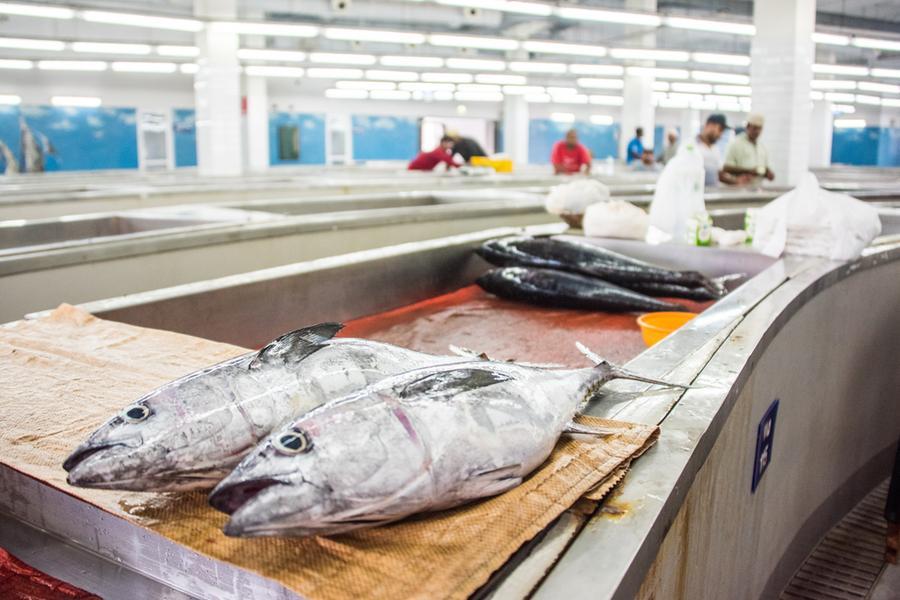 Omani Companies begin fish exports to China as part of Vision 2040