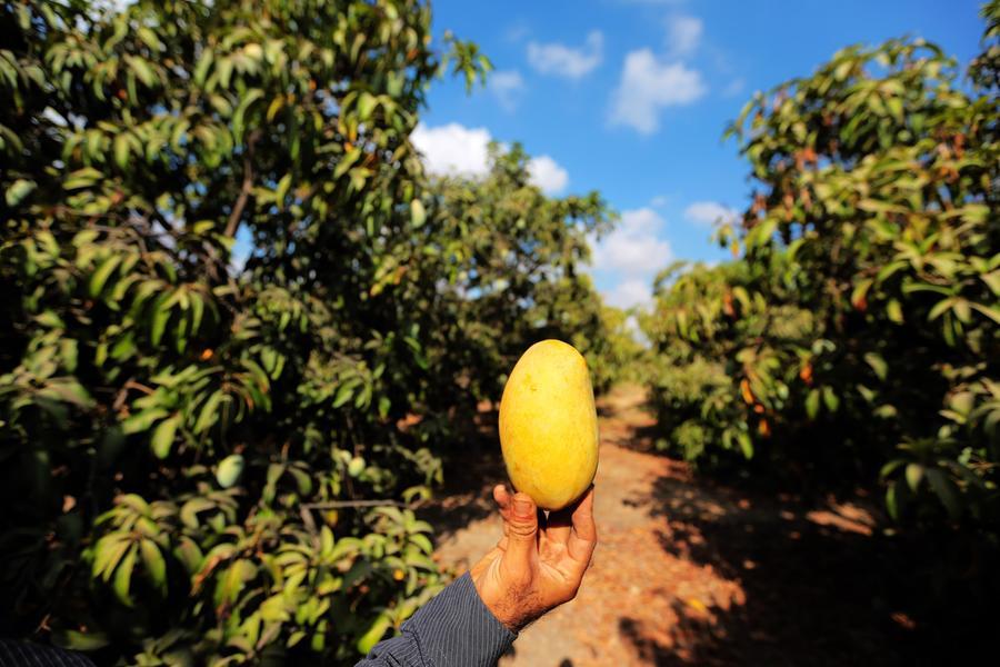 Mango mania in Dubai: Top 7 dishes featuring summer fruit from around ...