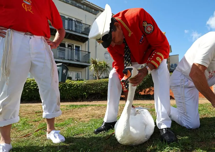 Counting of the swans