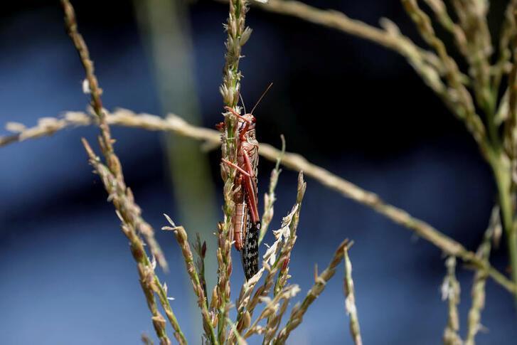 Sardinian farmers suffer worst locust invasion in over 30 years