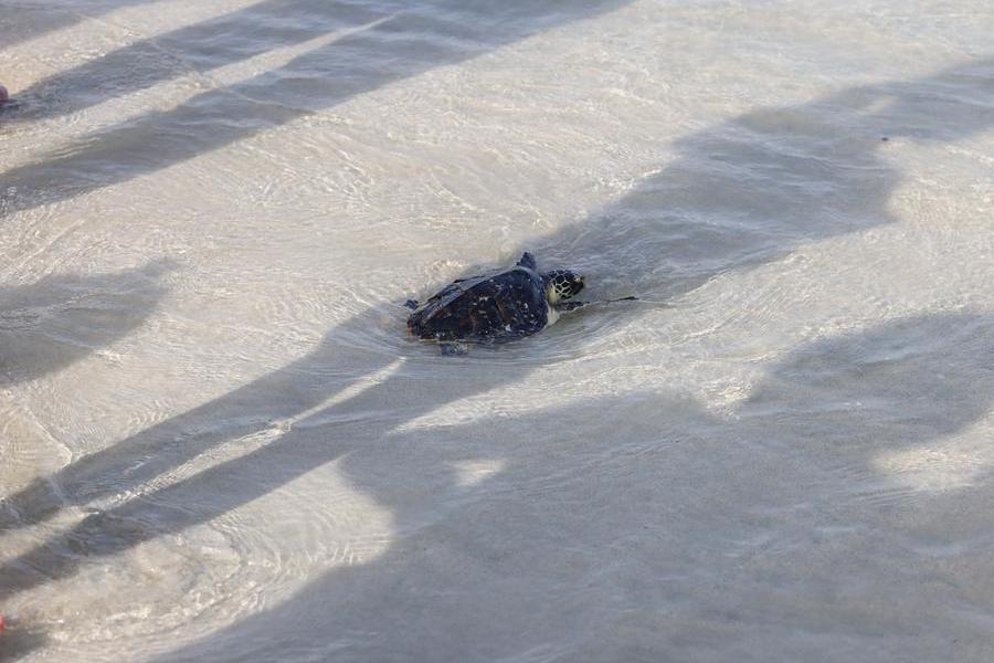 Jumeirah Group’s Dubai turtle rehabilitation project releases rescued ...