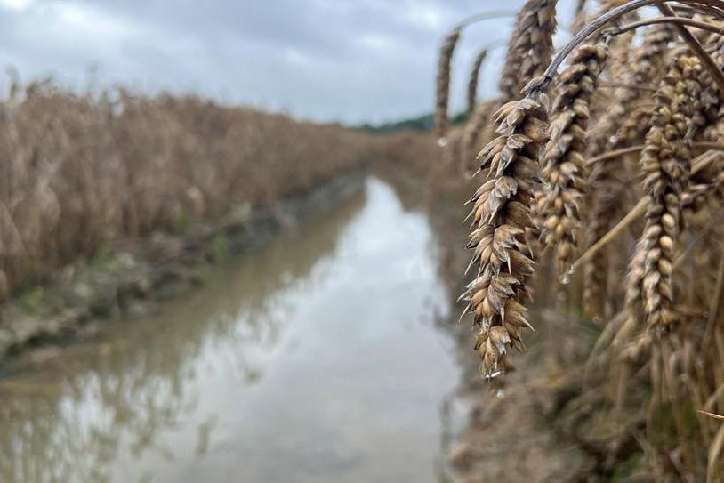 Japan seeks 89,940 metric tons of food wheat via tender