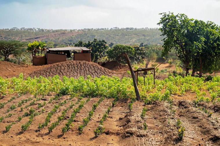 Nigeria: FG charts new path for climate-smart agribusiness