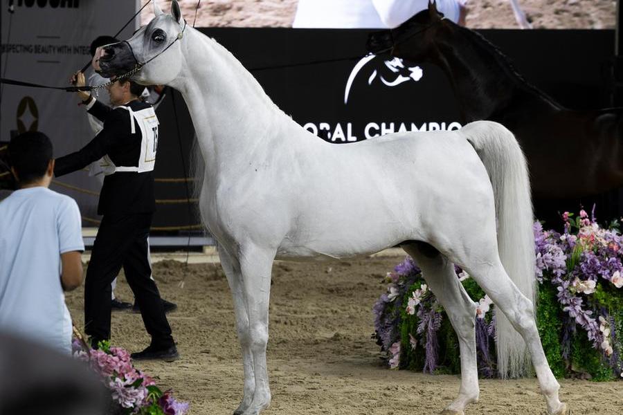 D Nafayes and AJ Kayya remain undefeated after the third stage of the ...