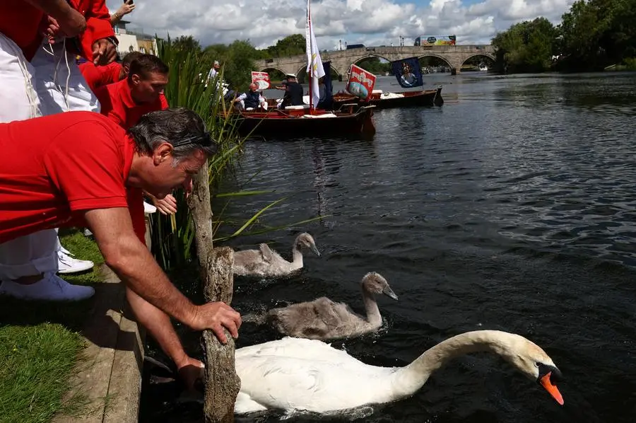 Counting of the swans