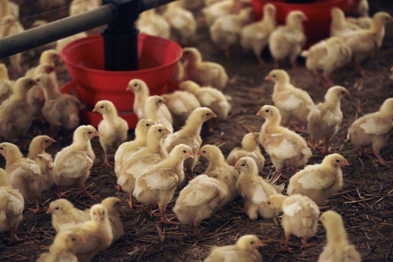 Cairo 3A plans to double chicken production by 2024