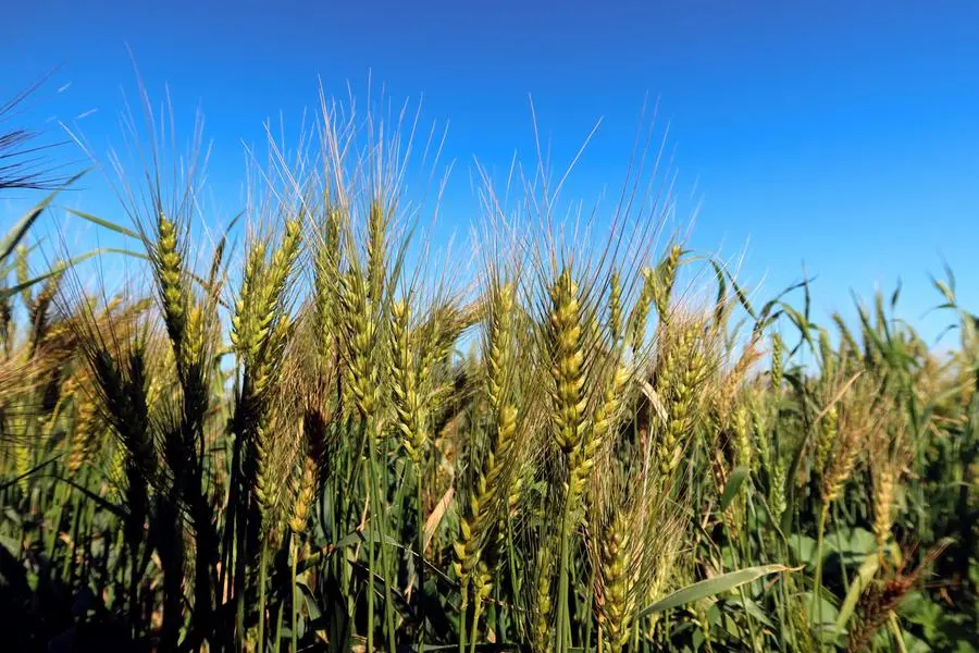 Promising Rebound In Us Wheat Exports Could Be Spoiled By Russia Braun