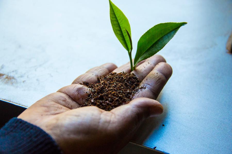 UAE first in Gulf region to get a taste of Kerala's popular Sabari tea ...