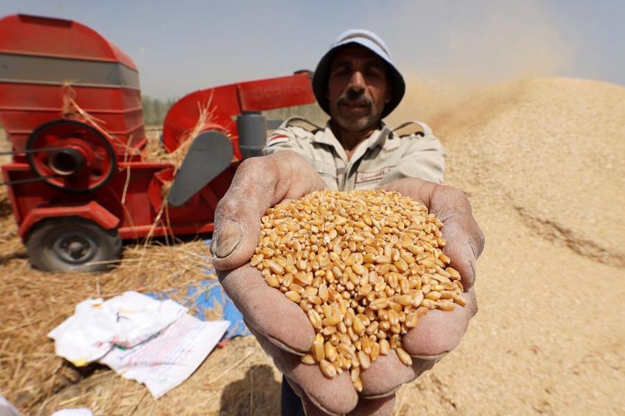 Egypt's strategic reserves of wheat sufficient for six months, ministry ...