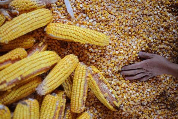 Egypt releases corn, soy fodder worth $60mln from ports in week