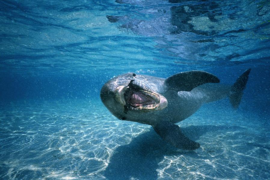 Dolphin attacks swimmer leaving him with broken ribs, bite marks