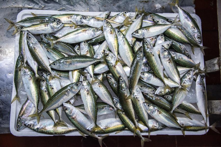 Saudi Arabia's fish farm production soars by 56.4%
