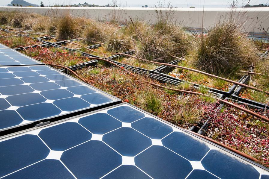 Qatar: Solar-powered irrigation for trees in open areas introduced at ...