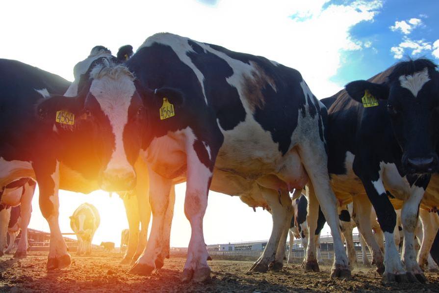 GASTAT: Saudi cow farms produced 2.8bln liters of raw milk in 2023