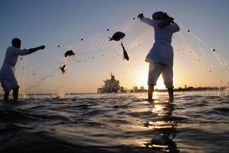 Study provides insight into diets of Arabian Gulf reef fishes