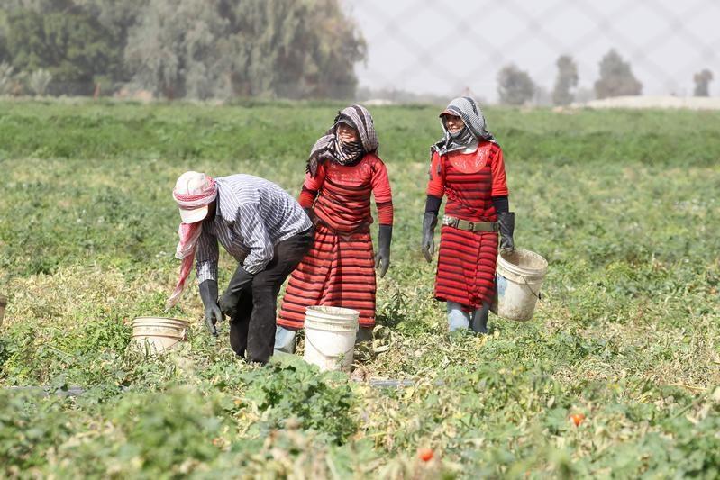 Jordan's agriculture sector sees best season in years in break from ...