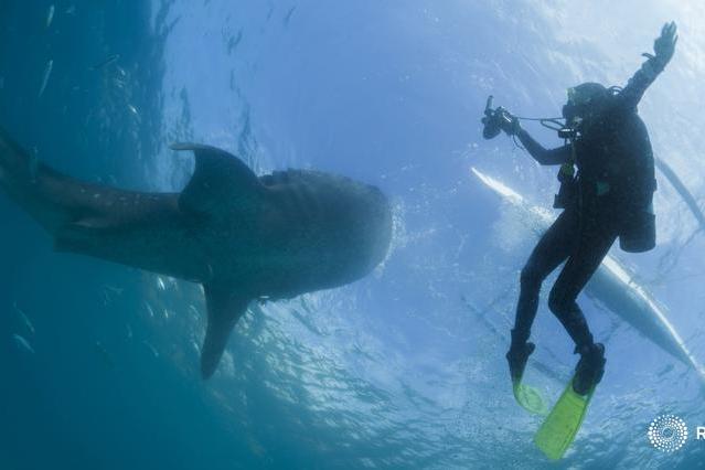 Whale sharks a boon to diving centres in Oman during season