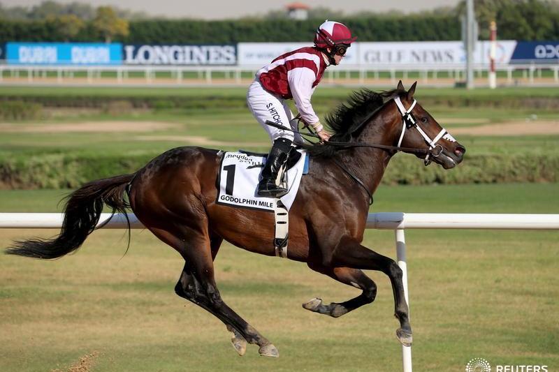 Global spotlight on Arabian show horses