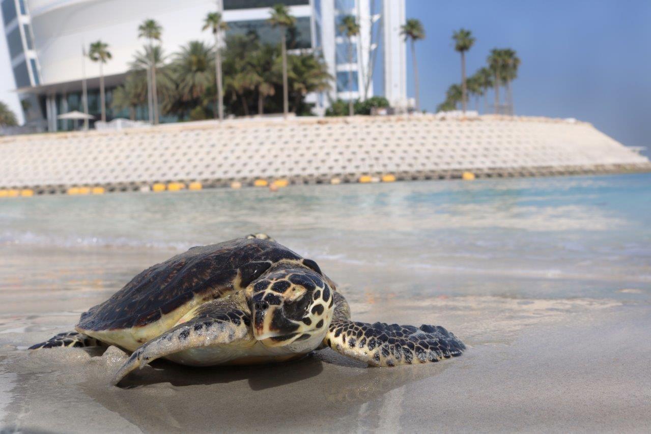 Dubai's Burj al Arab celebrates World Sea Turtle Day