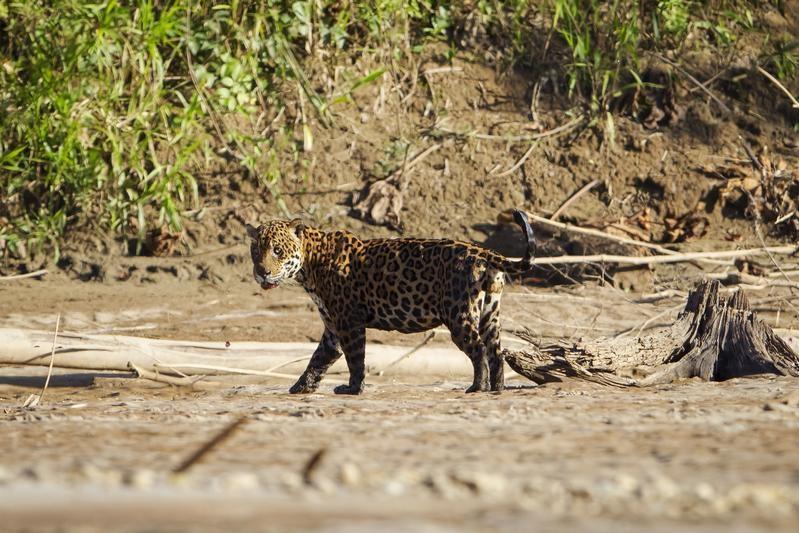 UPDATE 1-Amazon jaguar shot dead after Olympic torch ceremony