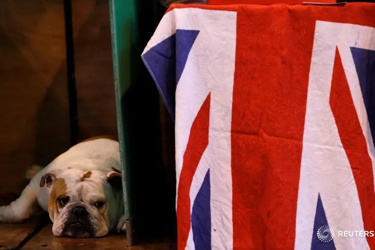Britain's dogs compete for the top spot
