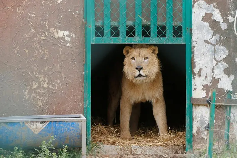 Mosul's lion and bear saved