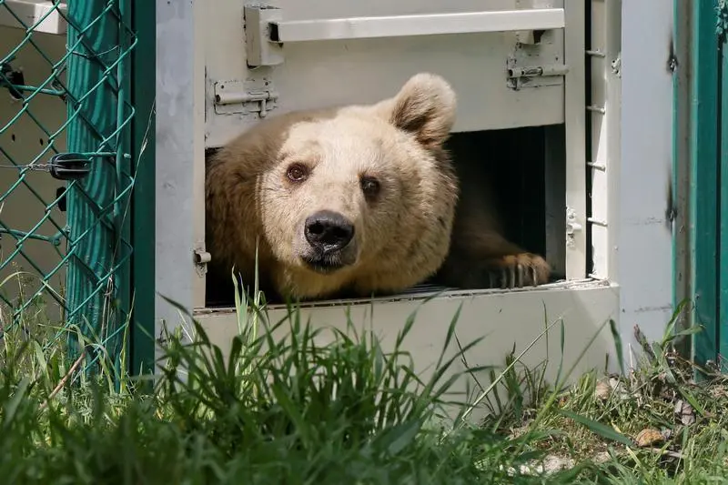 Mosul's lion and bear saved