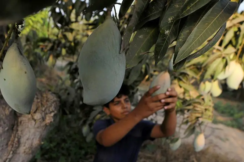 A taste of heaven: Egyptian mangoes