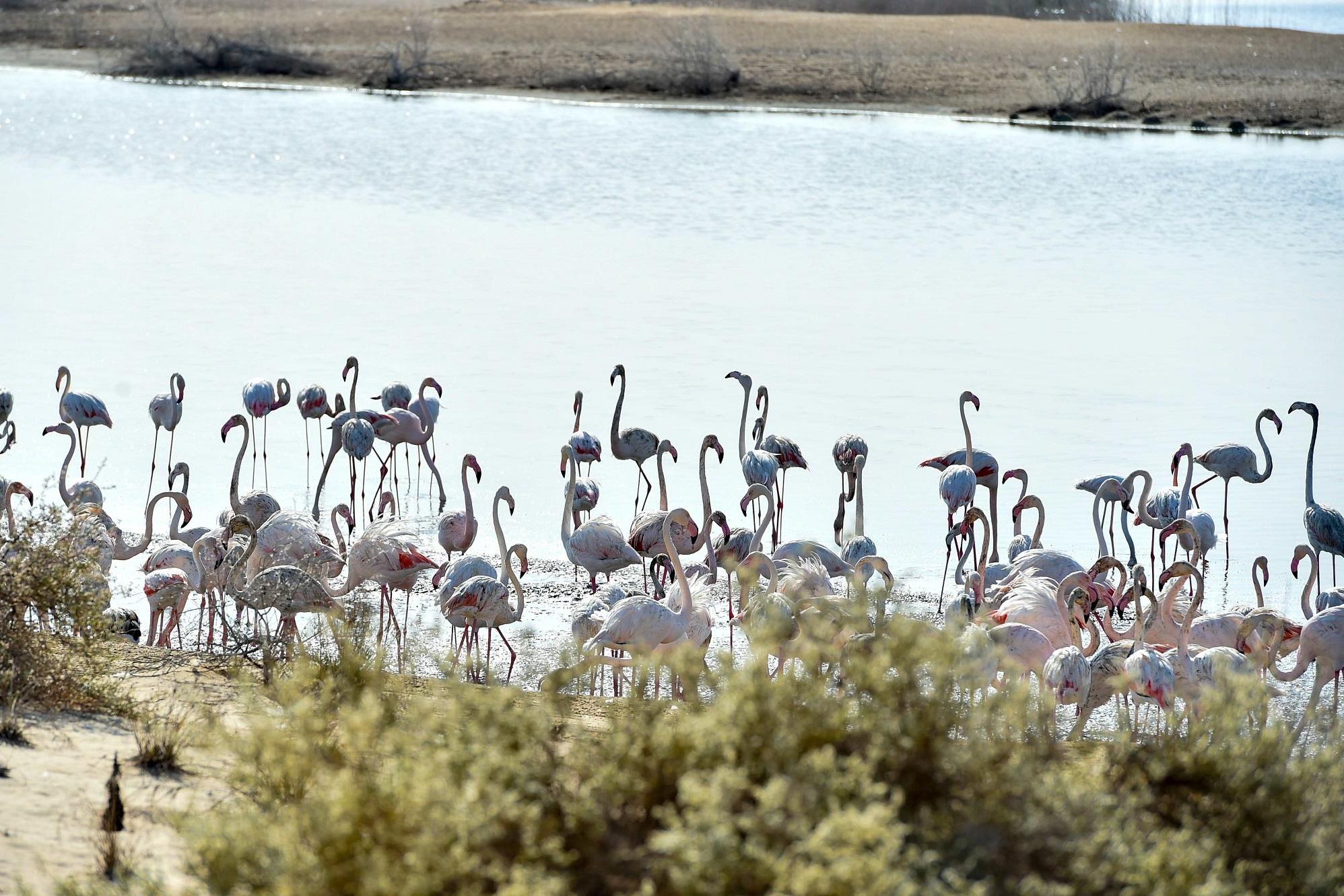 Abu Dhabi's Al Wathba Wetland Reserve to reopen on January 1