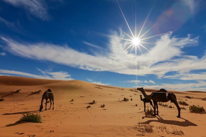 Saudi Arabia's Al-Ahsa desert oasis becomes UNESCO World Heritage site