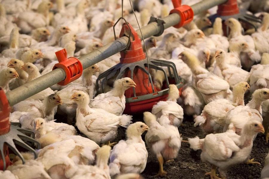 Al Ghurair Foods breaks ground on poultry plant at Kezad