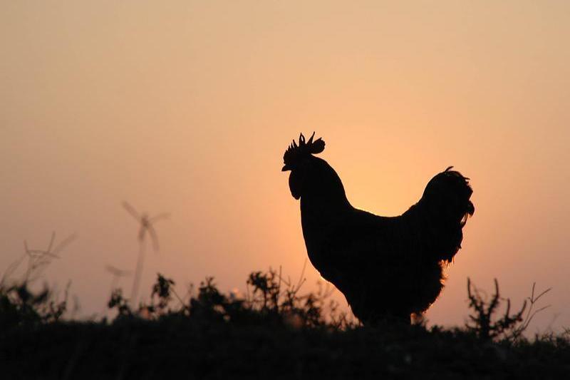 BRF's Saudi plant to help country produce 60% of its chicken locally