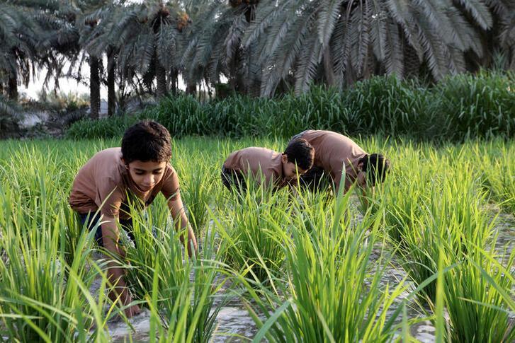 Saudi farmers gear up for potato export