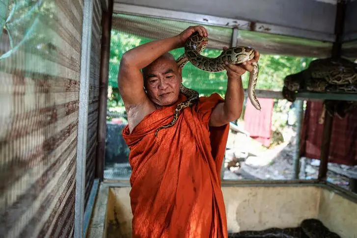 Myanmar monk offers temple sanctuary for threatened snakes