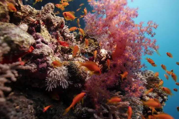 Saudi Arabias NEOM and KAUST join forces to protect endangered turtle ...