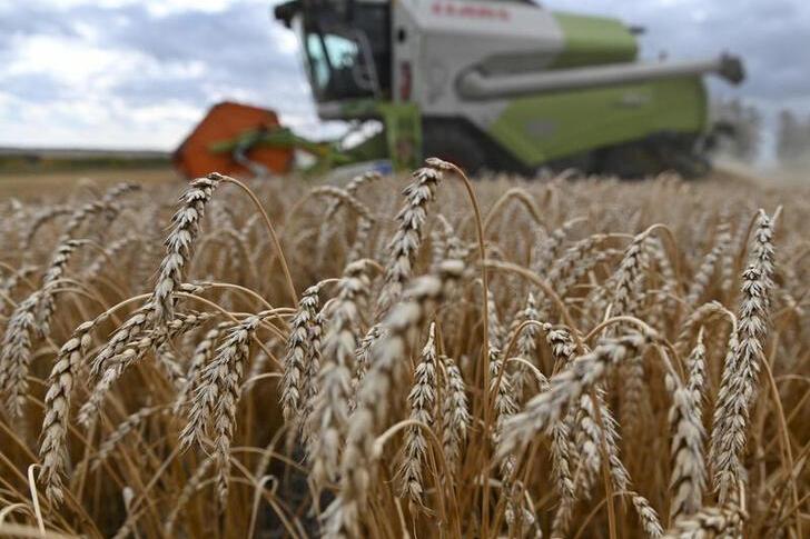 Saudi grain organization will buy wheat from local farmers with an ...