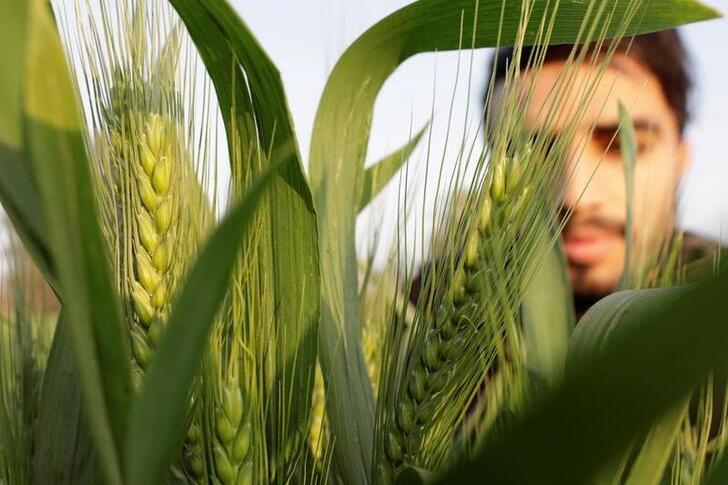 Egypt sees wheat planting area rising this season, says official