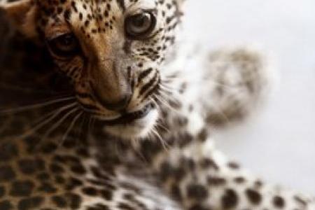Birth of rare Arabian Leopard cub milestone in saving a critically ...