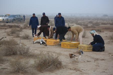 International fund for Houbara conservation releases rescued Asian ...