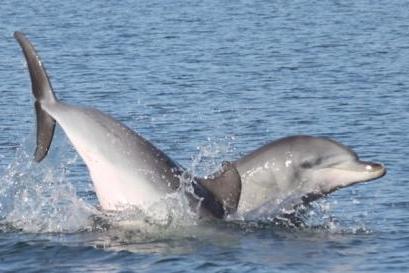 United Arab Emirates University: Dolphin genes reveal that migration is ...